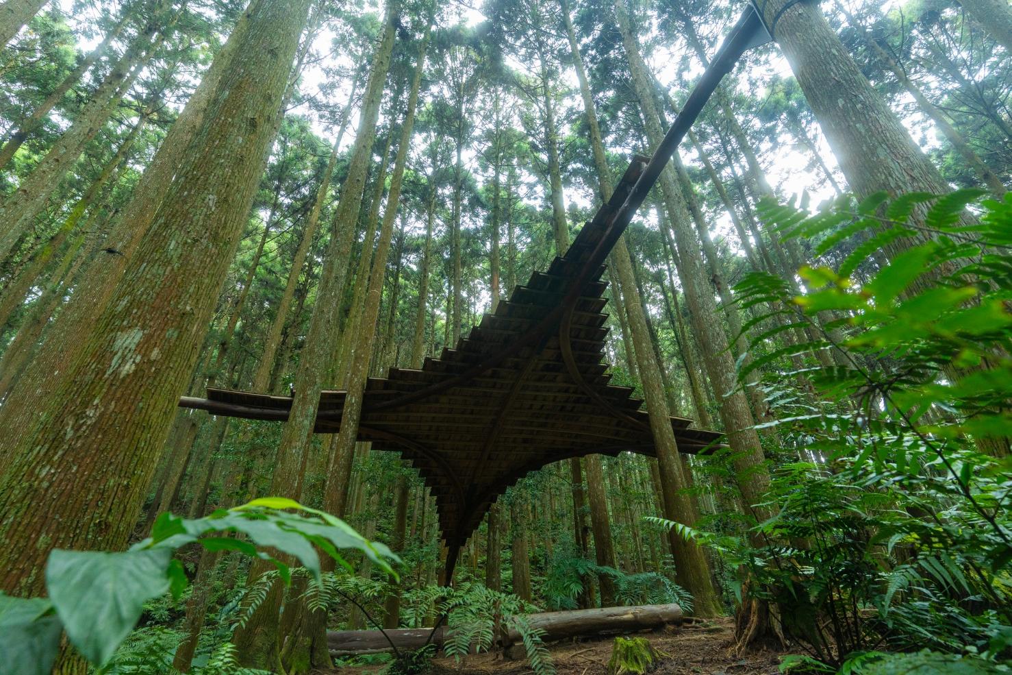 砍樹就是不環保？以在地木材帶動森林到生活的綠色契機 - TVBS ESG專區