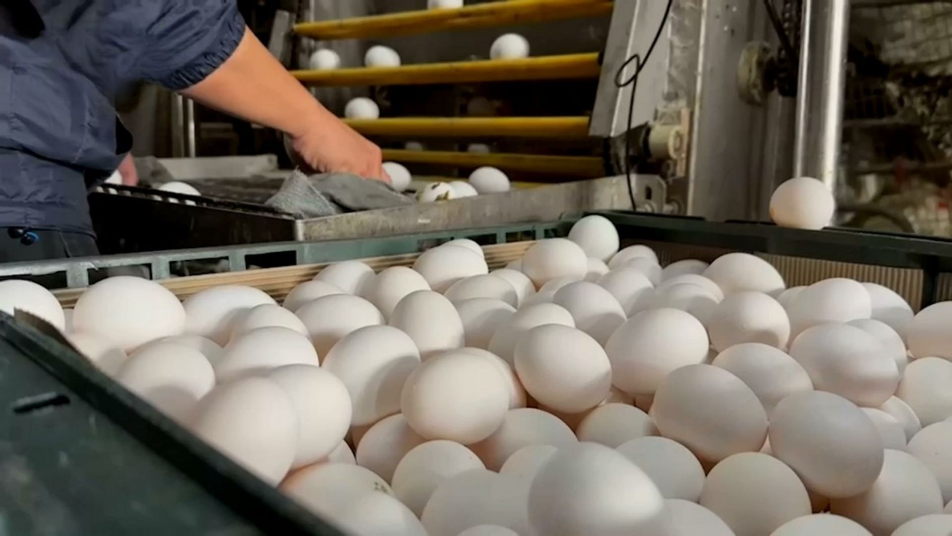 再次上演的「毒蛋風暴」 為什麼芬普尼蛋總在市場流竄？ - TVBS ESG專區